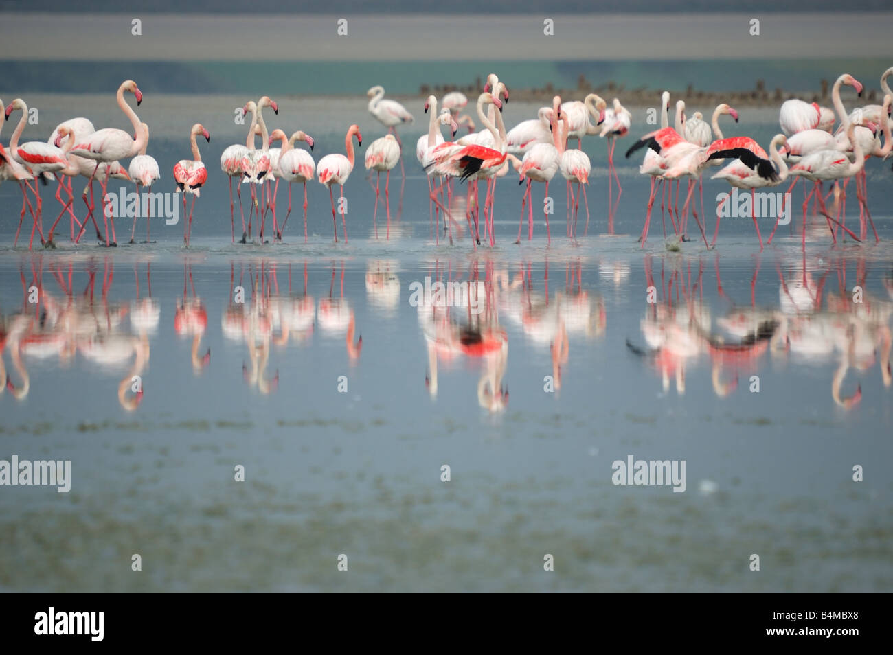 a picture of a several flamingos Stock Photo - Alamy