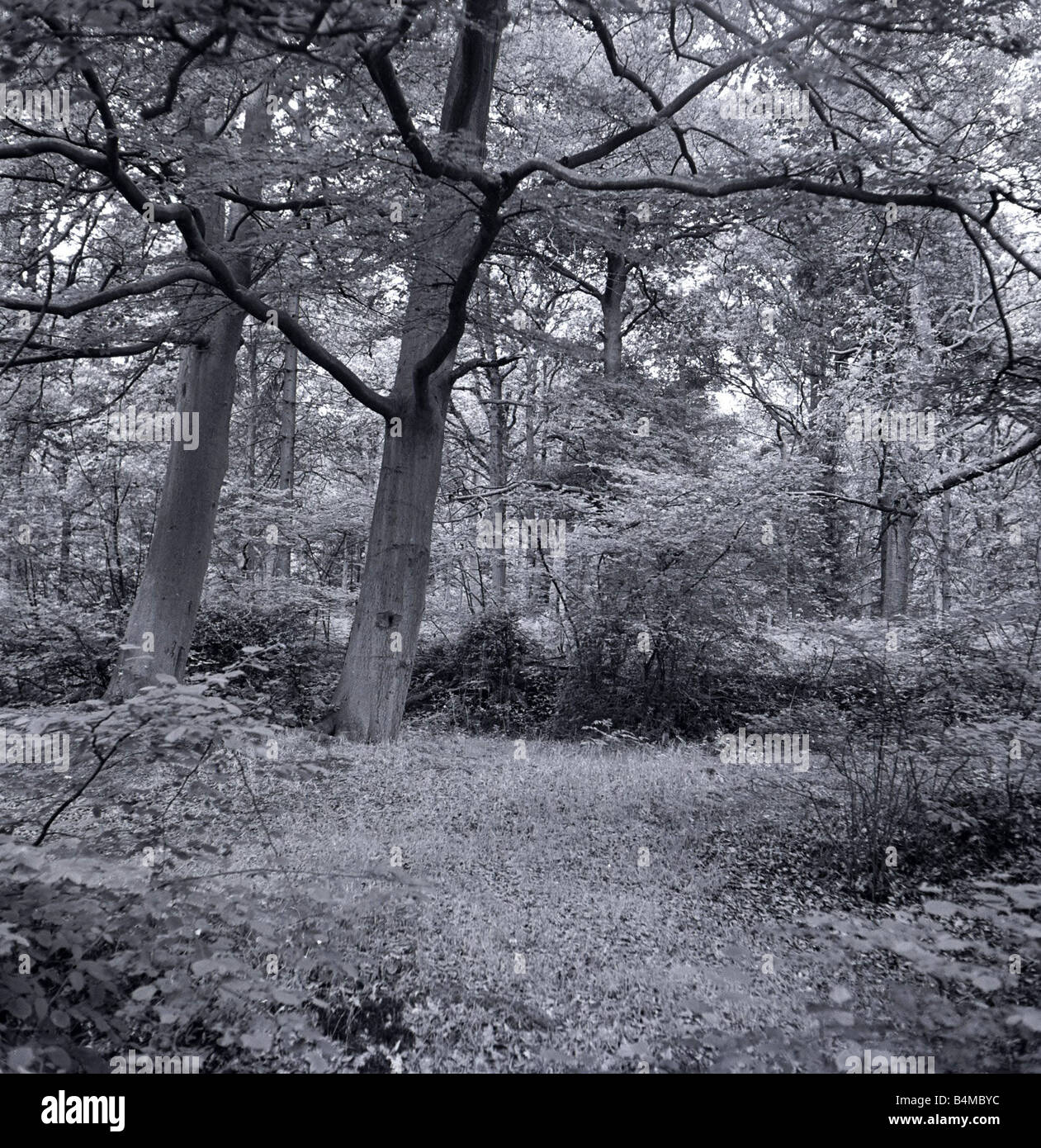 Bricket wood hi-res stock photography and images - Alamy