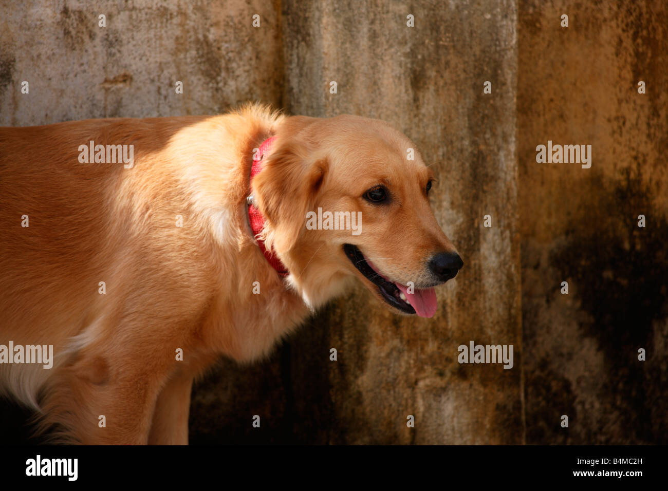 Dog golden retriever puppy smell hi-res stock photography and images ...