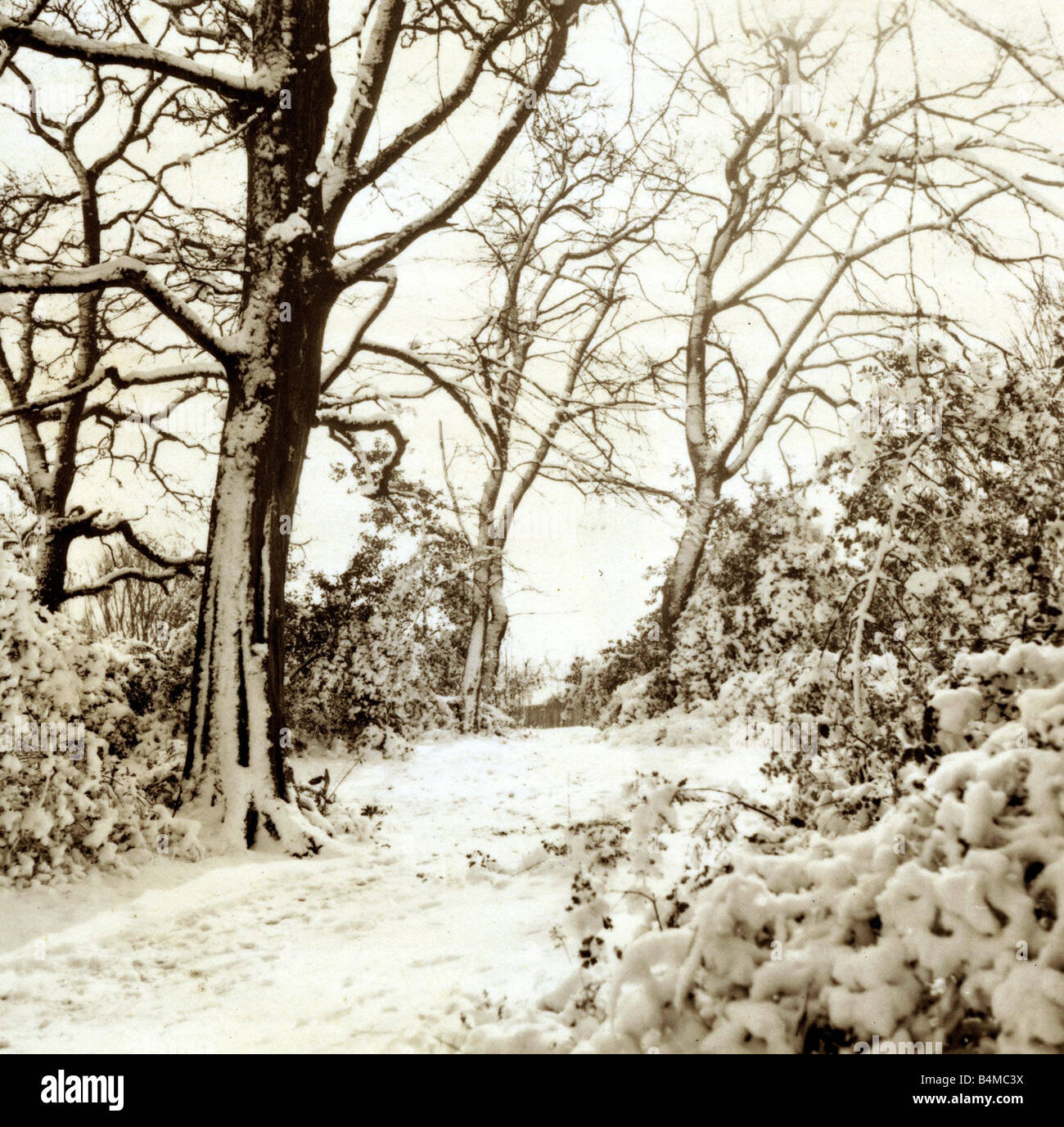 Hadley Common Hertfordshire Weather Winter Scenes Snow Trees Hadley ...