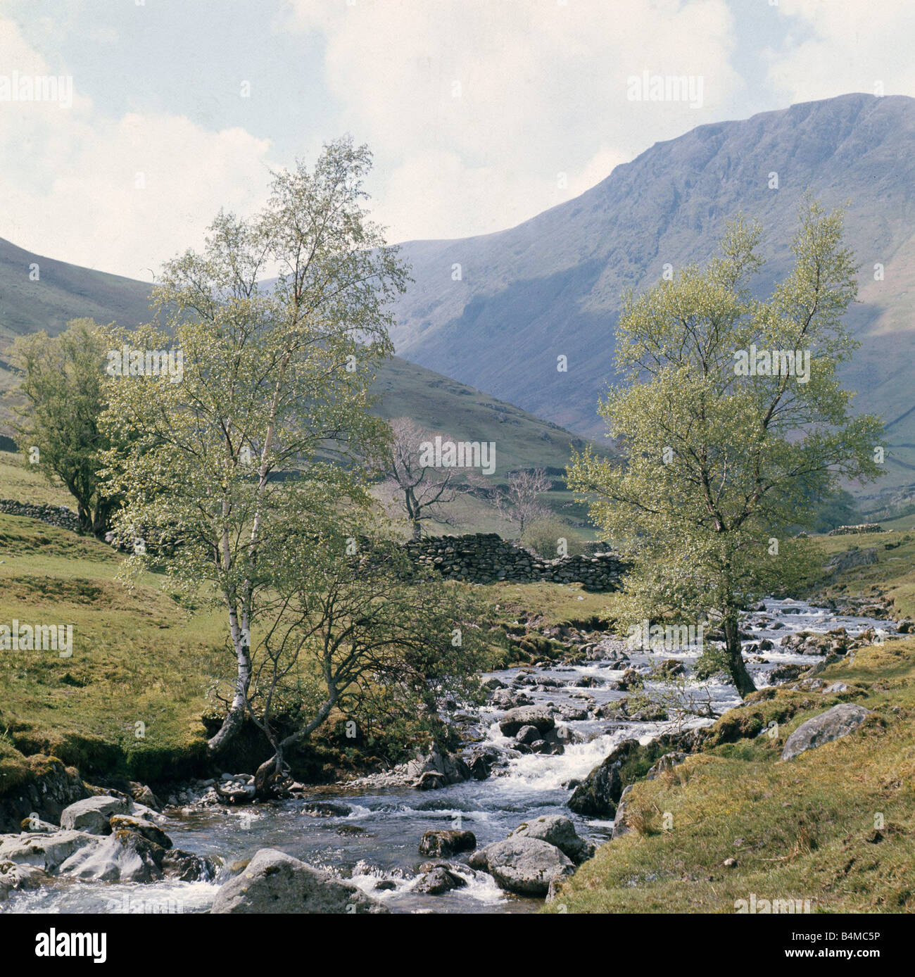 Hartsop in the Lake District Cumbria Mountains Trees Tree Silver Birch ...