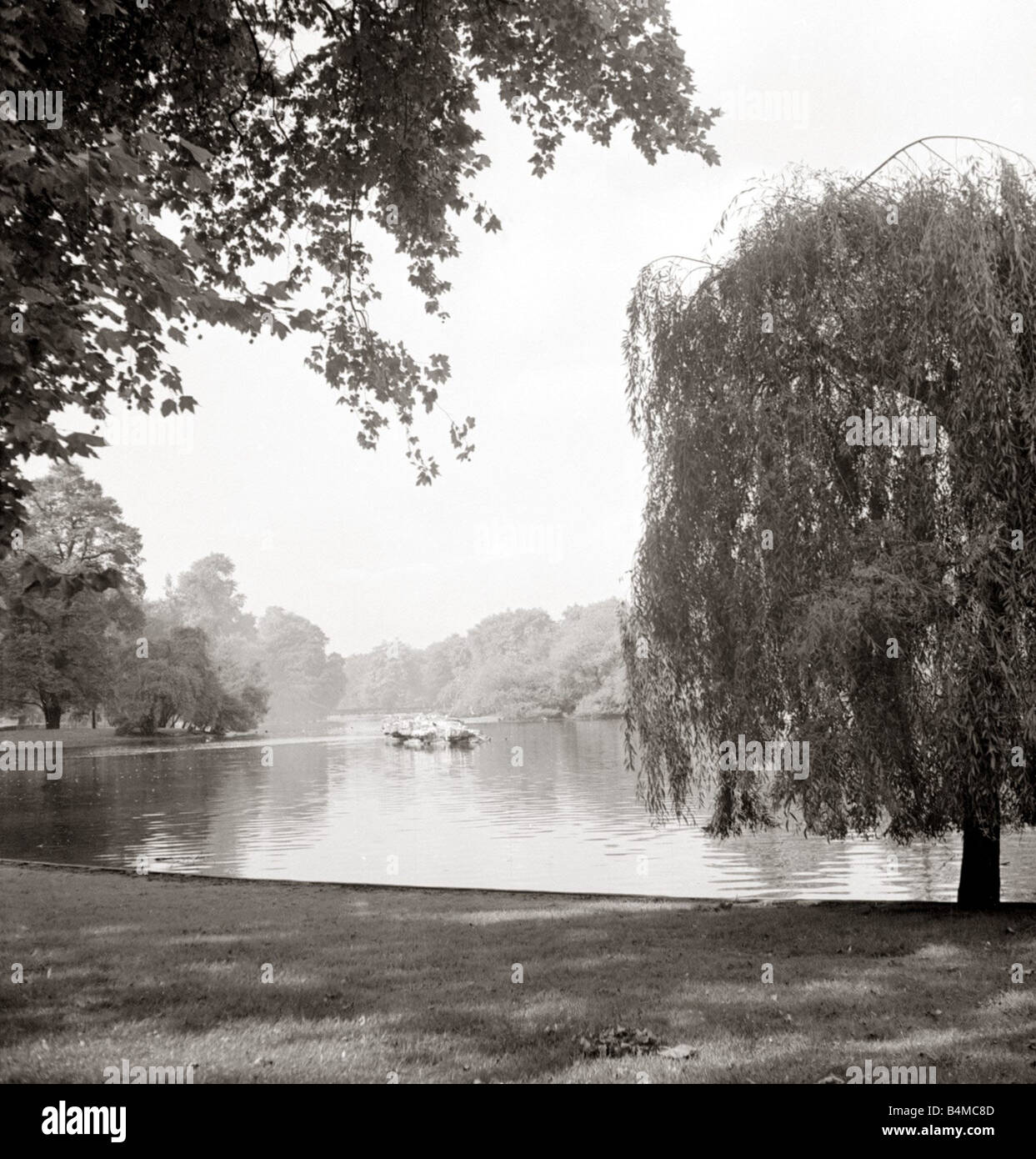 Weeping willow tree standing by the water Lake Trees Scenic landscape ...
