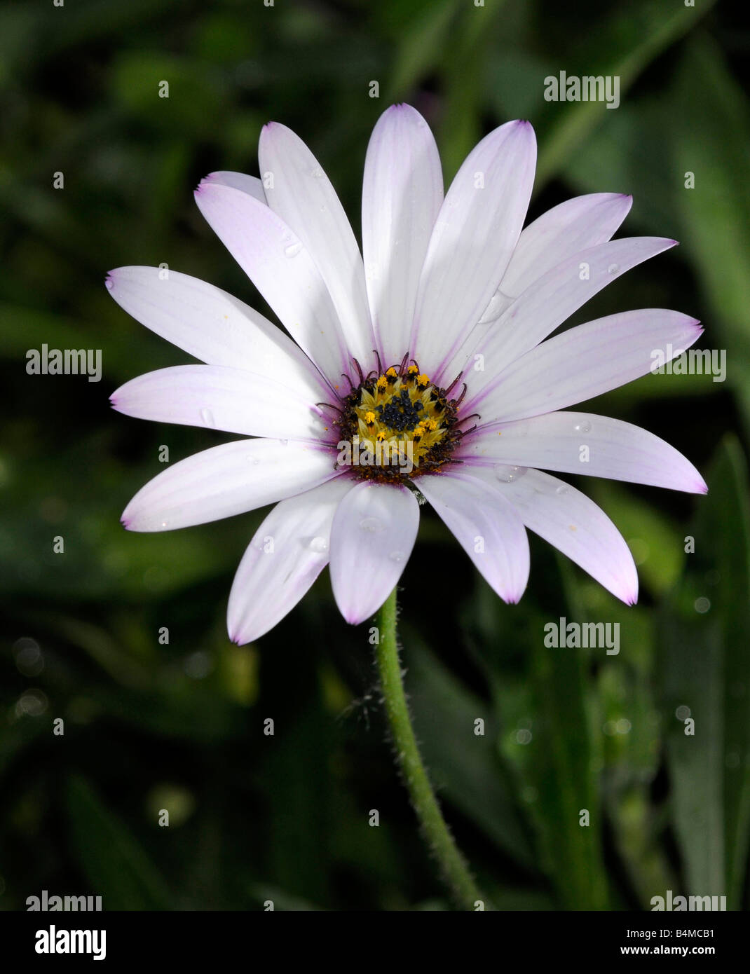 An Osteospurmum flower Stock Photo - Alamy