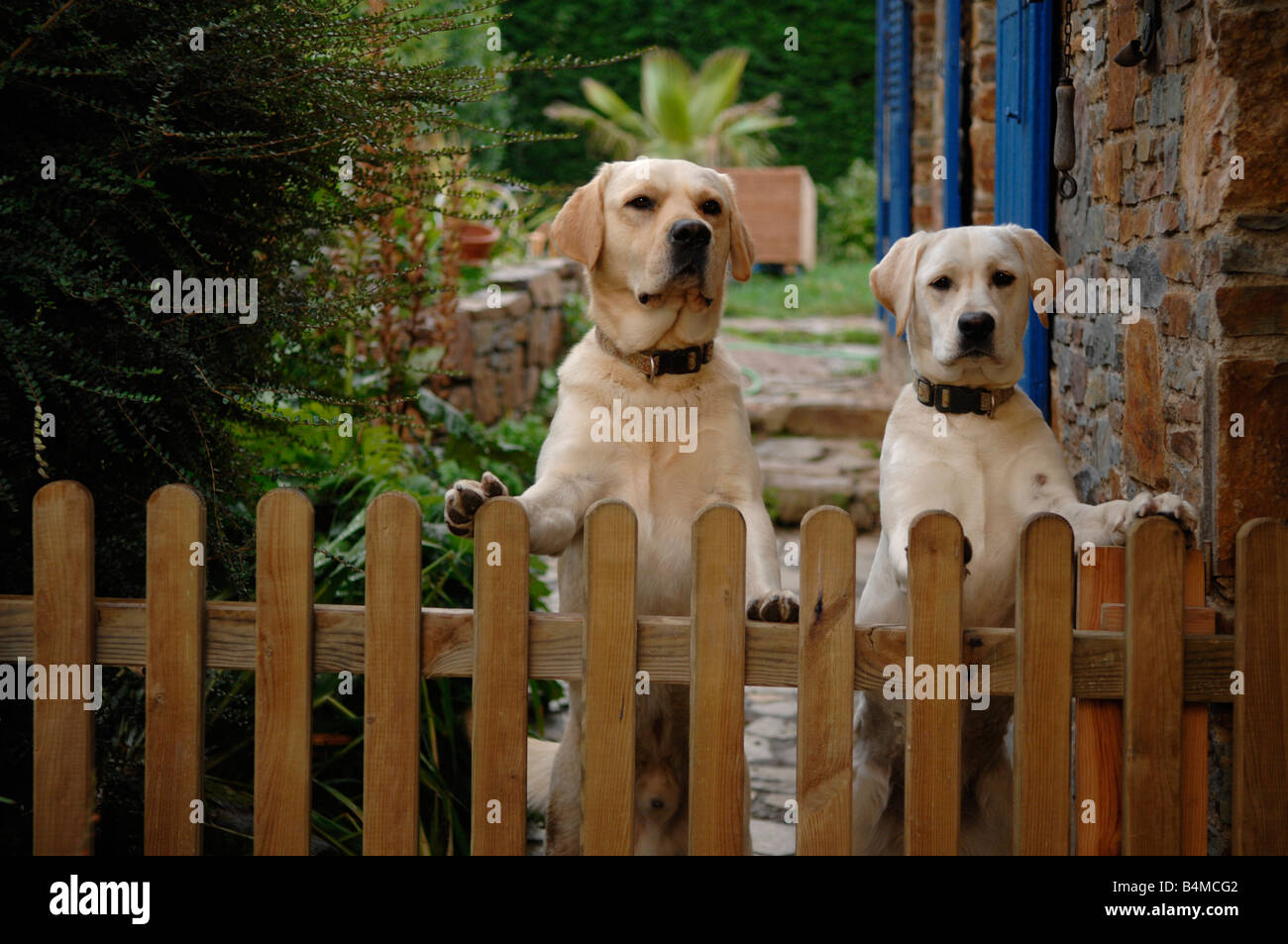 Labrador dogs at an entrance door in france Stock Photo - Alamy
