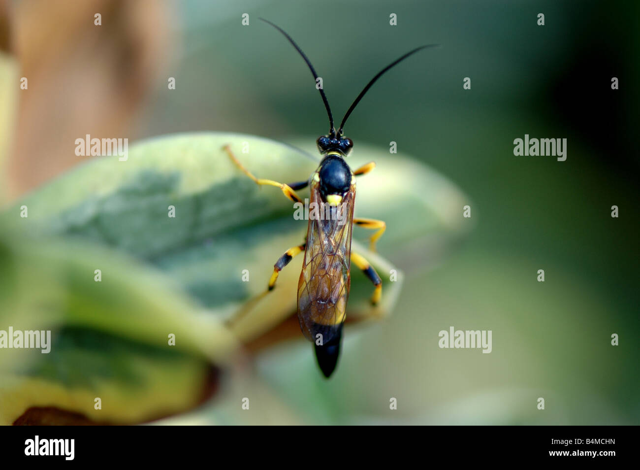 An Ichneumon wasp on a hebe leaf Stock Photo - Alamy