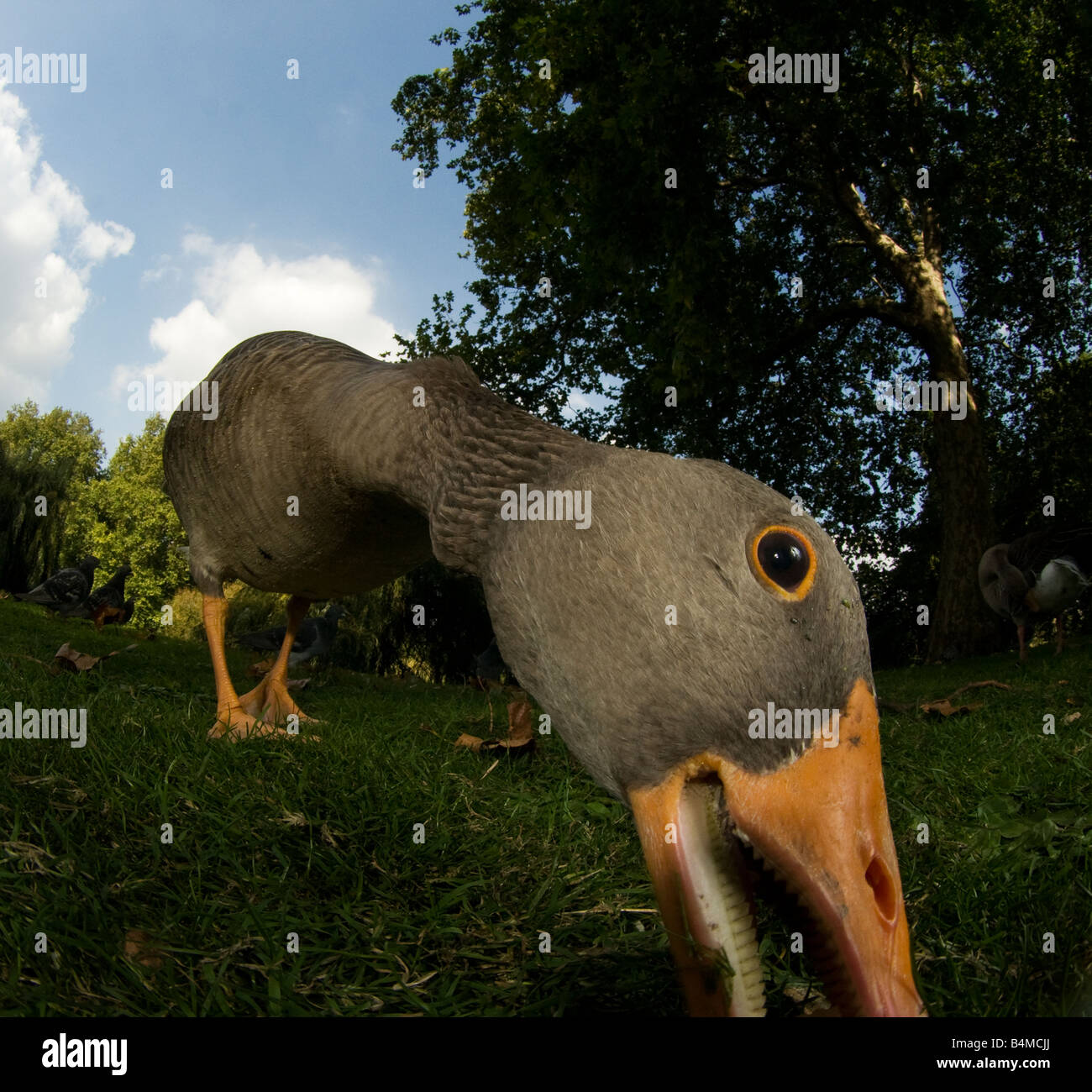 Peck park hi-res stock photography and images - Alamy