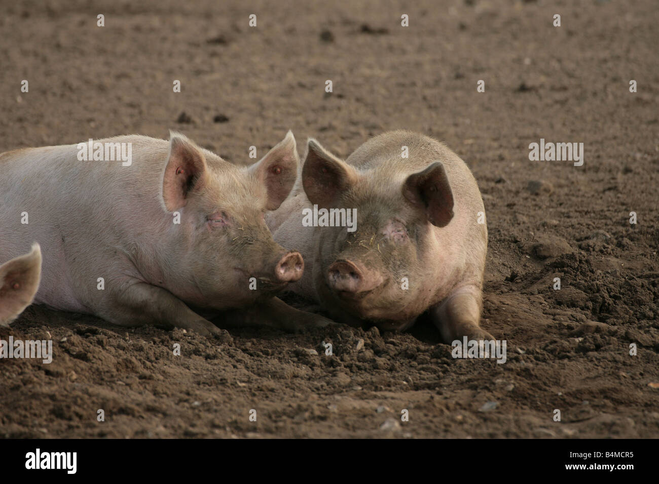 Love pigs hi-res stock photography and images - Alamy