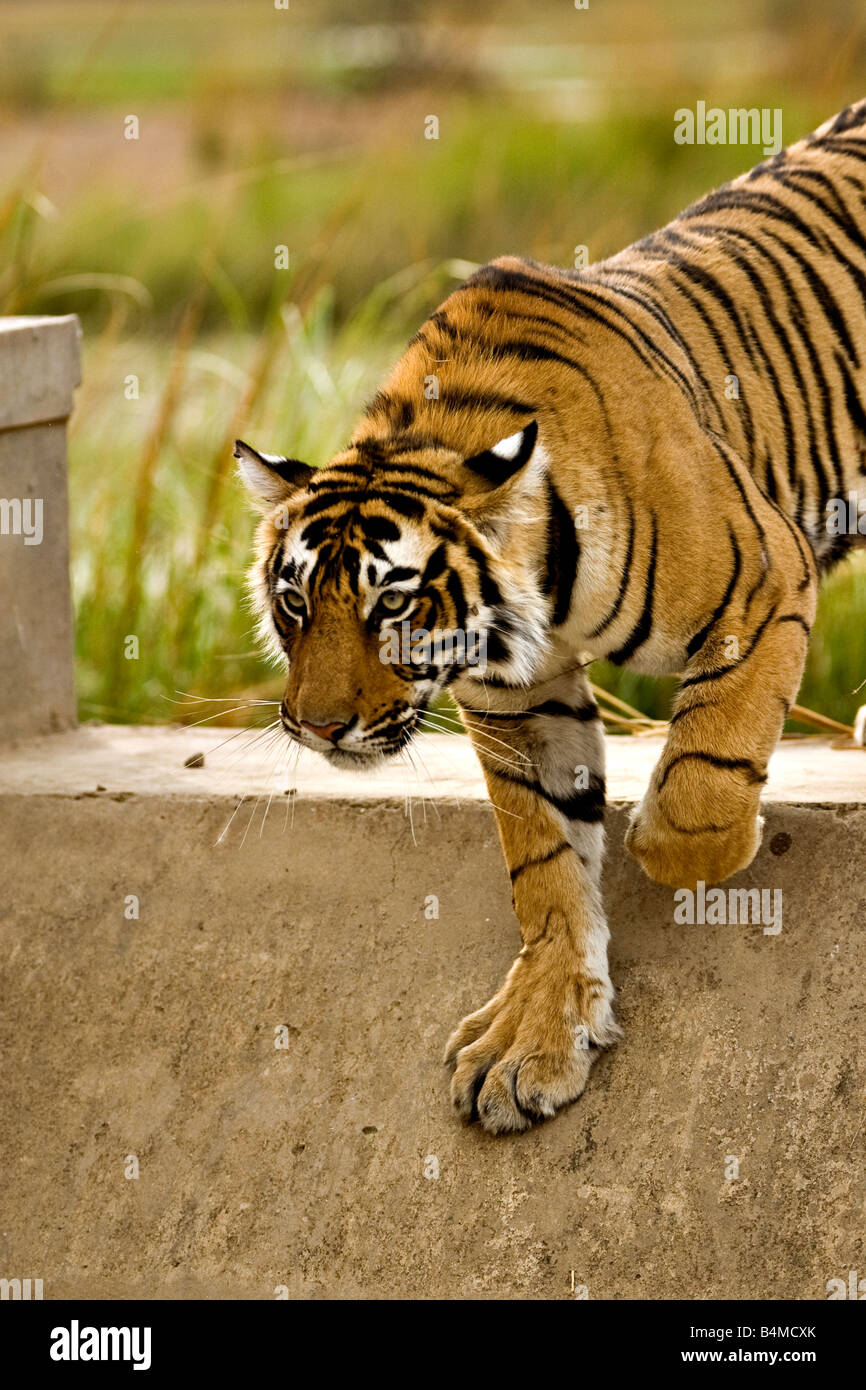 Tiger climbing hi-res stock photography and images - Alamy