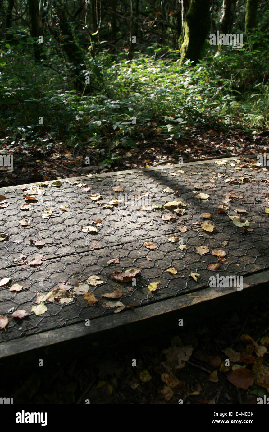 many leaves on walk way foot path woods in country Stock Photo - Alamy