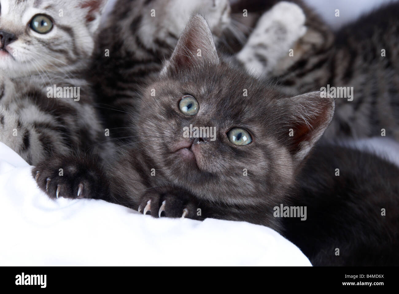 Gorgeous kittens hi-res stock photography and images - Alamy