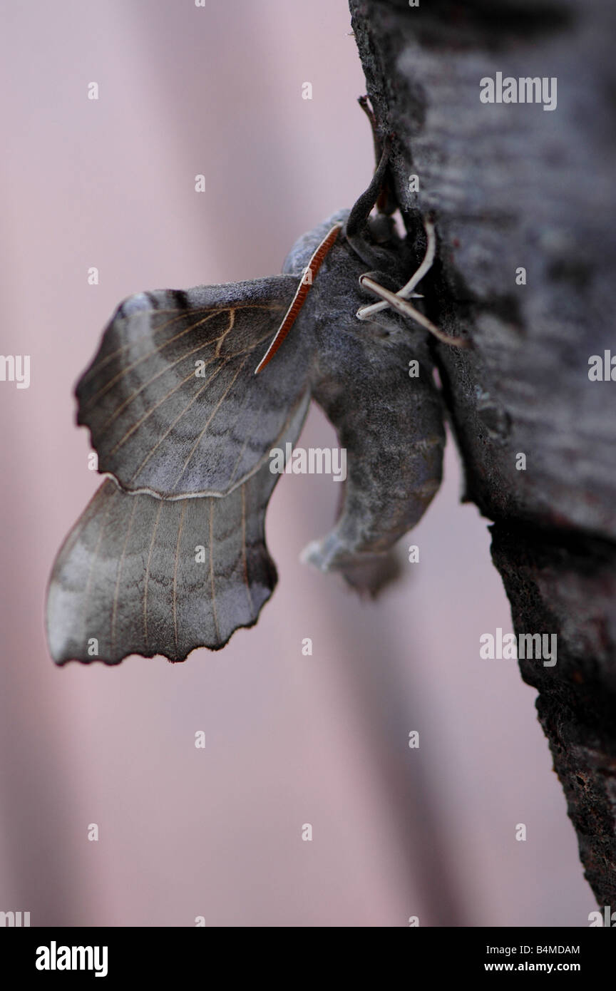 Grey gray eyes antennae sphingidae wings hi-res stock photography and ...