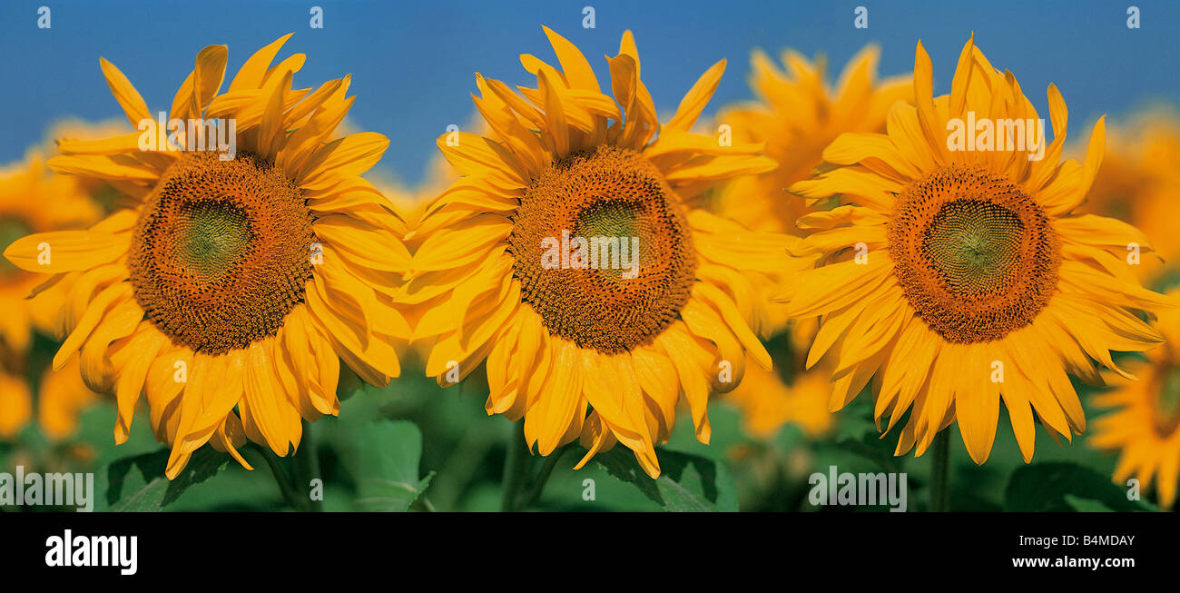 Helianthus annuus Sunflower Display Stock Photo - Alamy