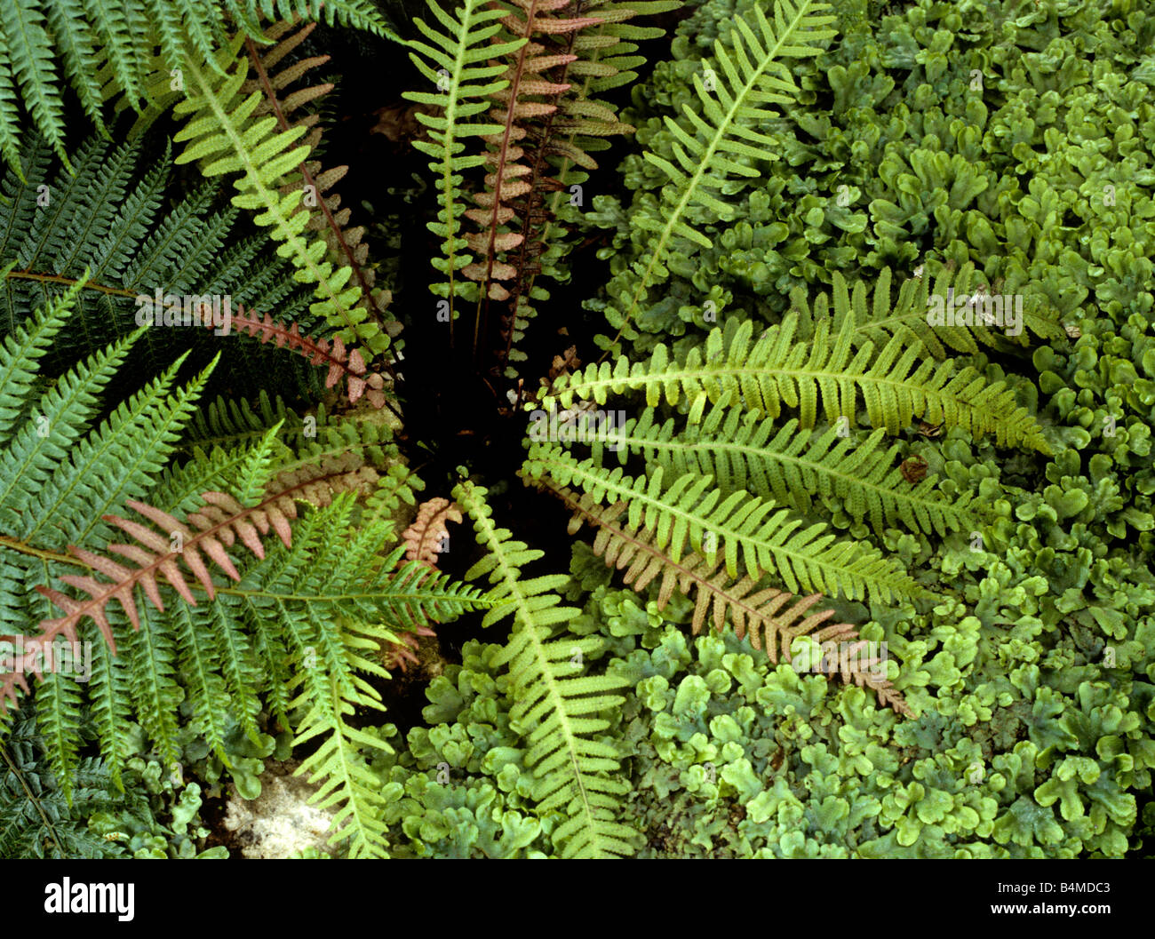 UK England London Kew Gardens ferns Stock Photo - Alamy