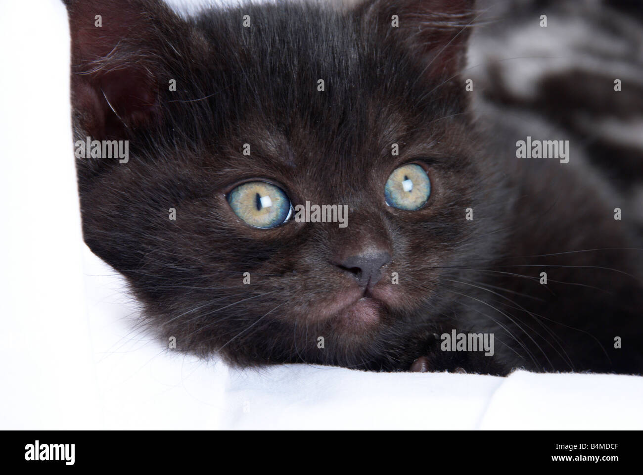 black kitten chilling out Stock Photo - Alamy