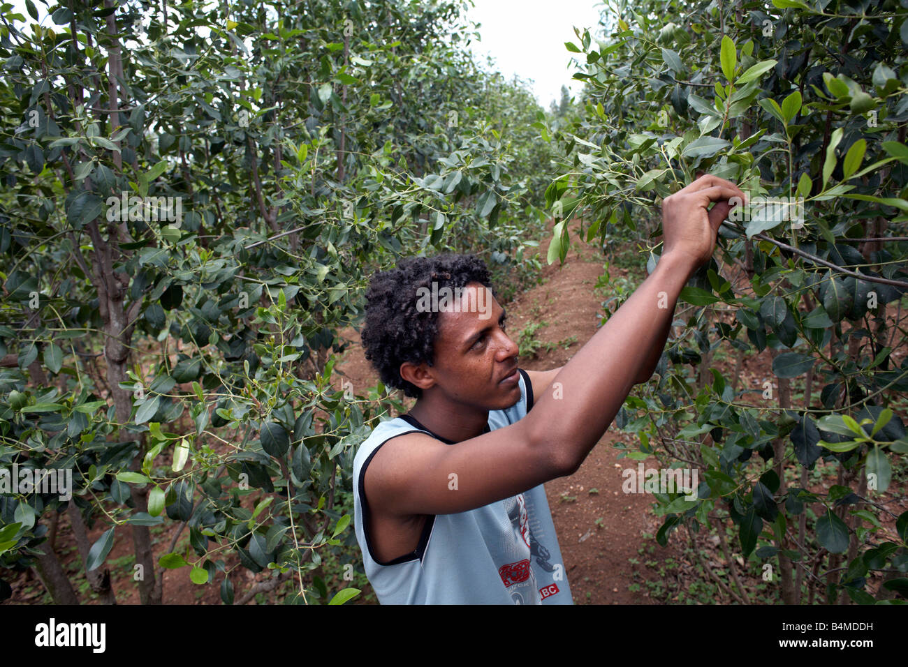 Chat farm in Harar, Ethiopia Stock Photo - Alamy