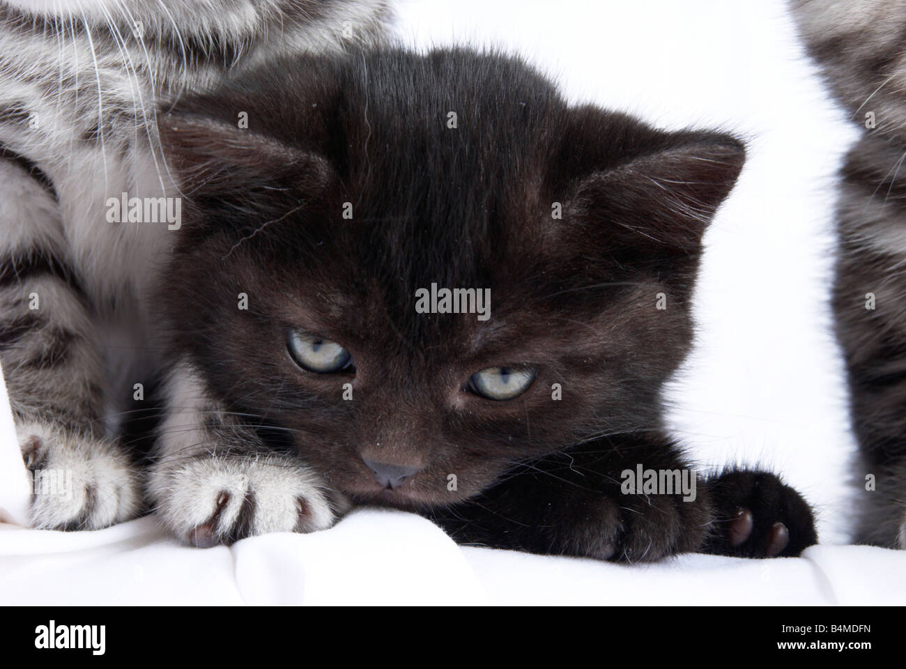 Cat peering over the edge hi-res stock photography and images - Alamy