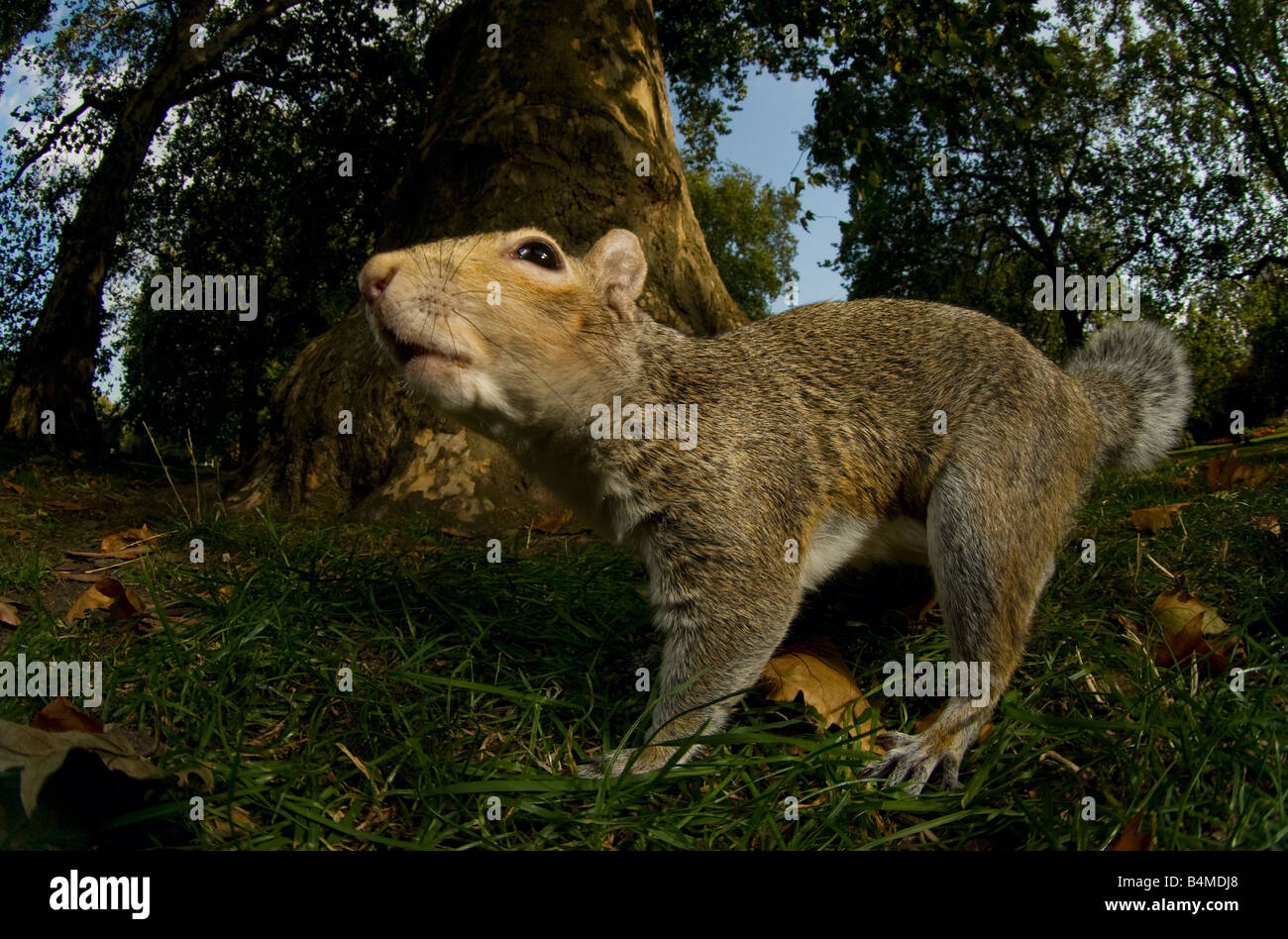 Hunt for nuts hi-res stock photography and images - Alamy