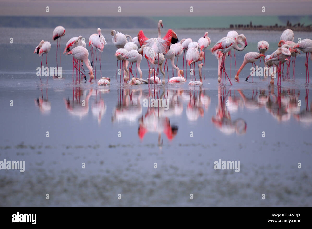 a picture of a several flamingos Stock Photo - Alamy