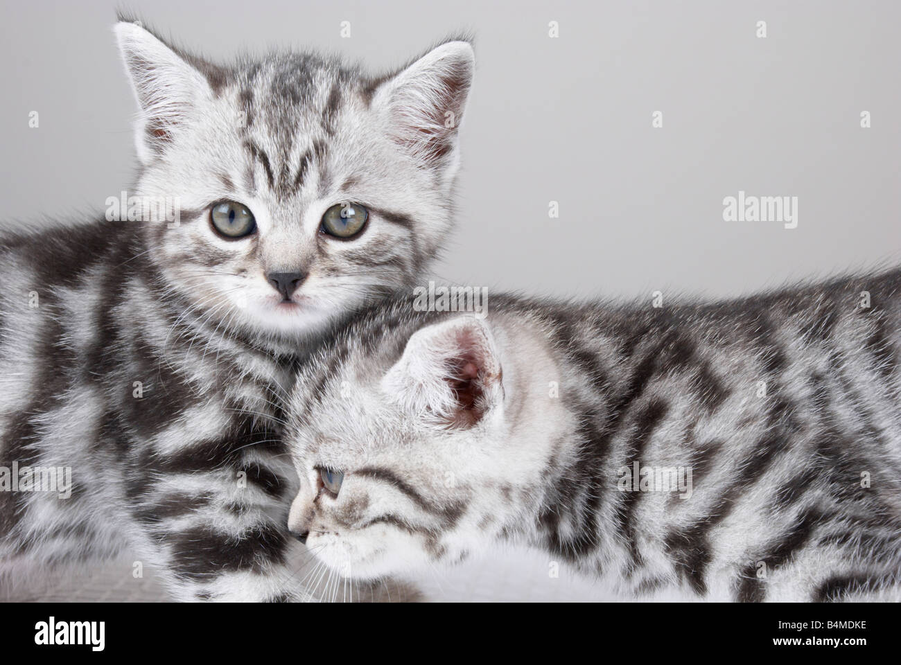 Kitten huddle hi-res stock photography and images - Alamy