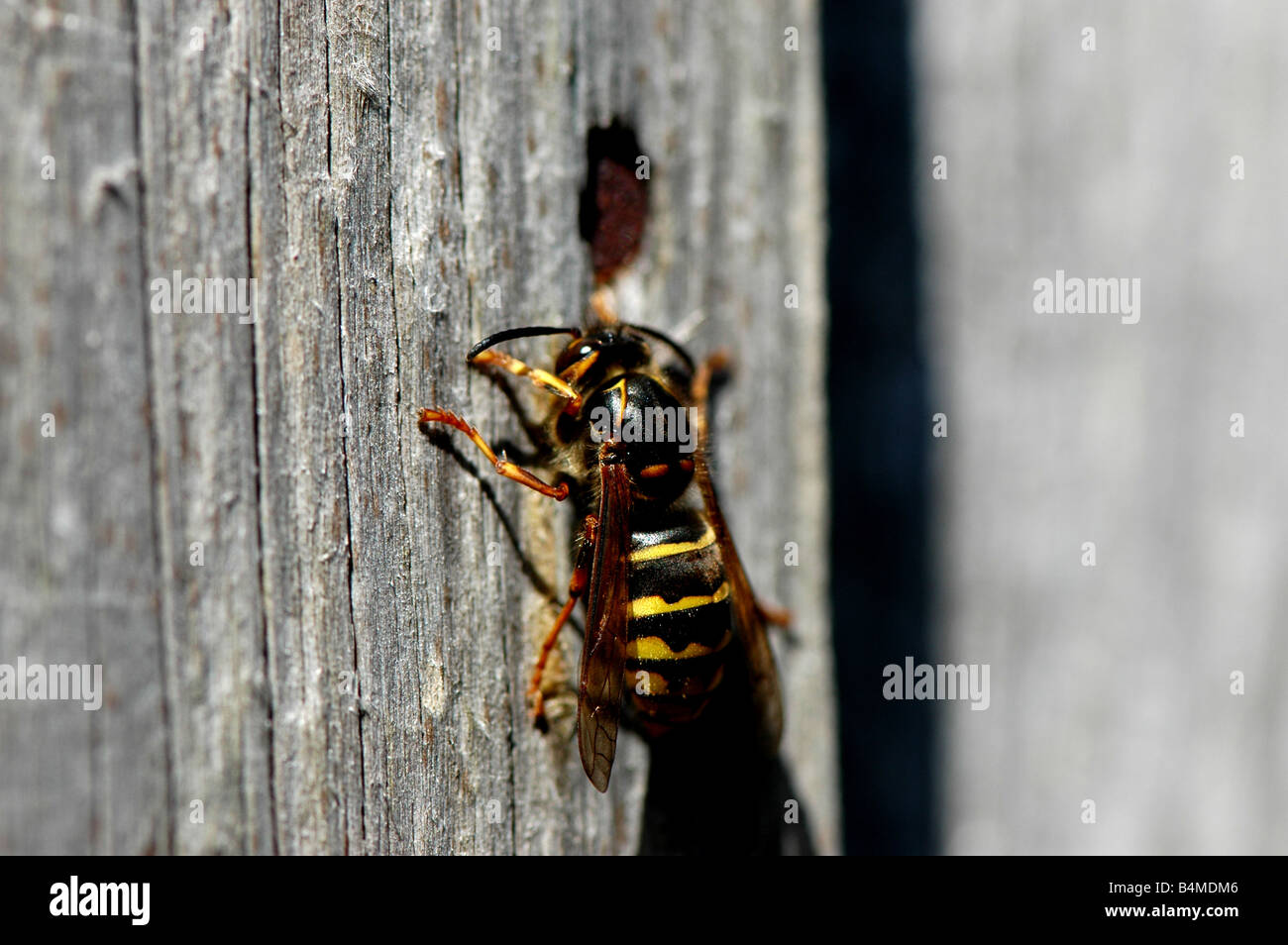A Common Wasp on a wooden fence panel Stock Photo - Alamy