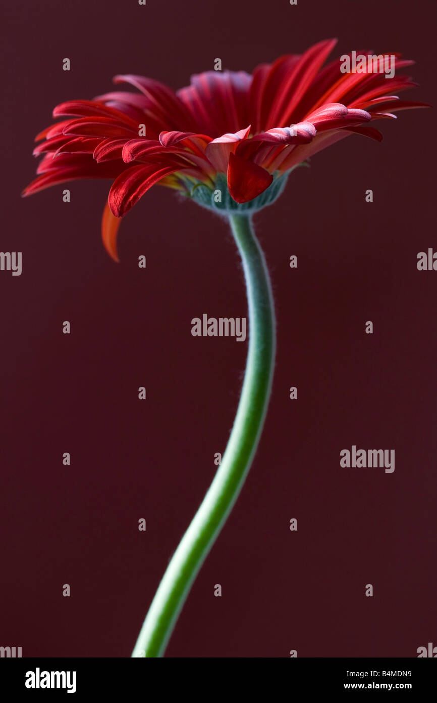 Conetmporary hi-res stock photography and images - Alamy