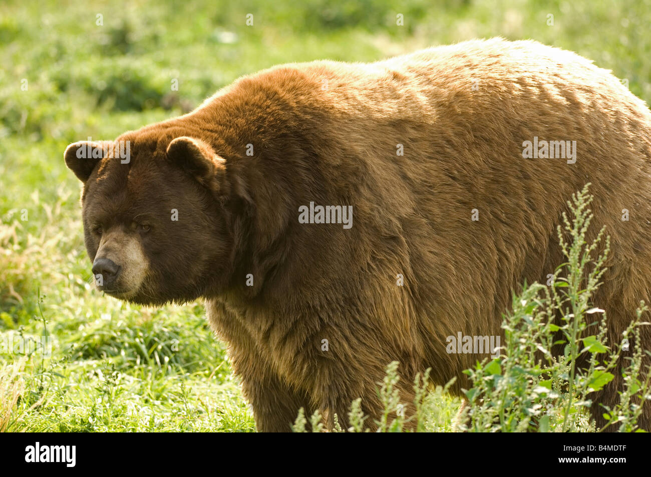 Adult Black Bear (brown varient) prowling a medow Stock Photo - Alamy