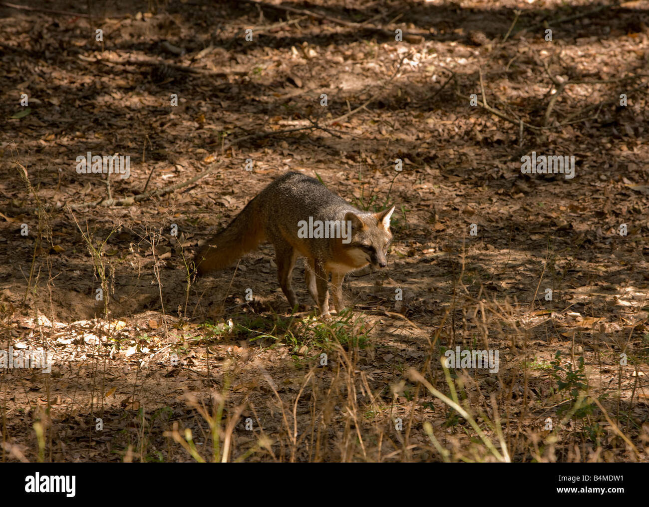 Black Fox South Carolina at Valentine Yan blog