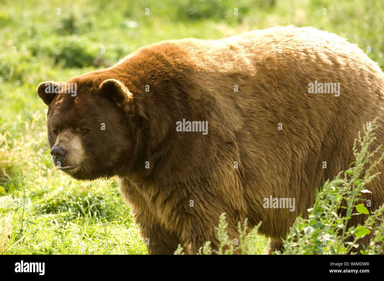 Adult Black Bear (brown varient) prowling a medow Stock Photo - Alamy
