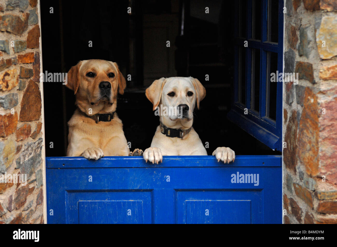 Labrador dogs at an entrance door in france Stock Photo - Alamy