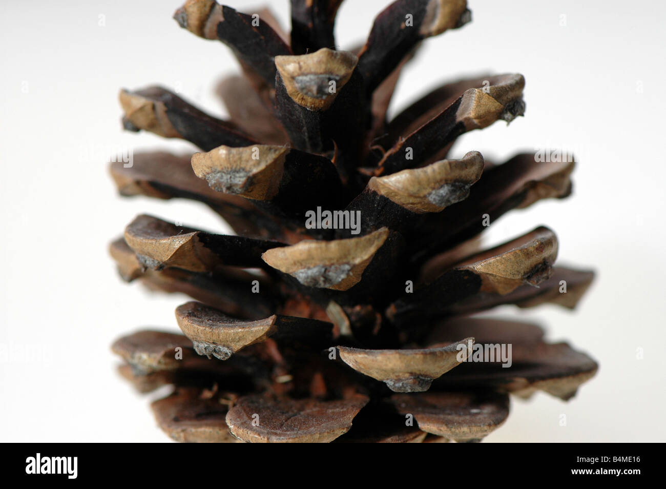 Pine cone seed hi-res stock photography and images - Alamy
