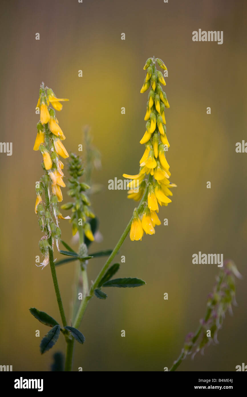 ribbed melilot Melilotus officialis Stock Photo - Alamy