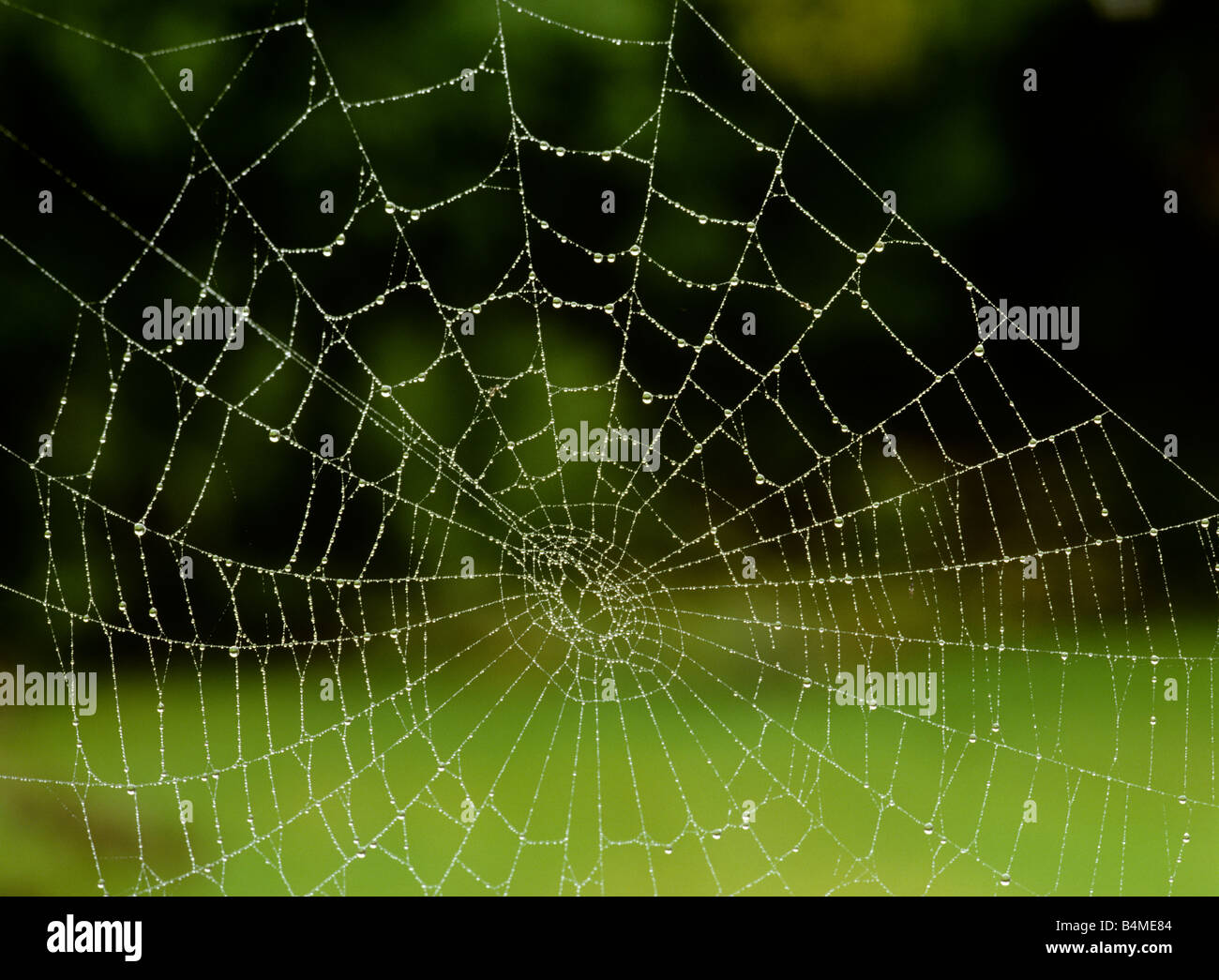 Insects in web hi-res stock photography and images - Alamy