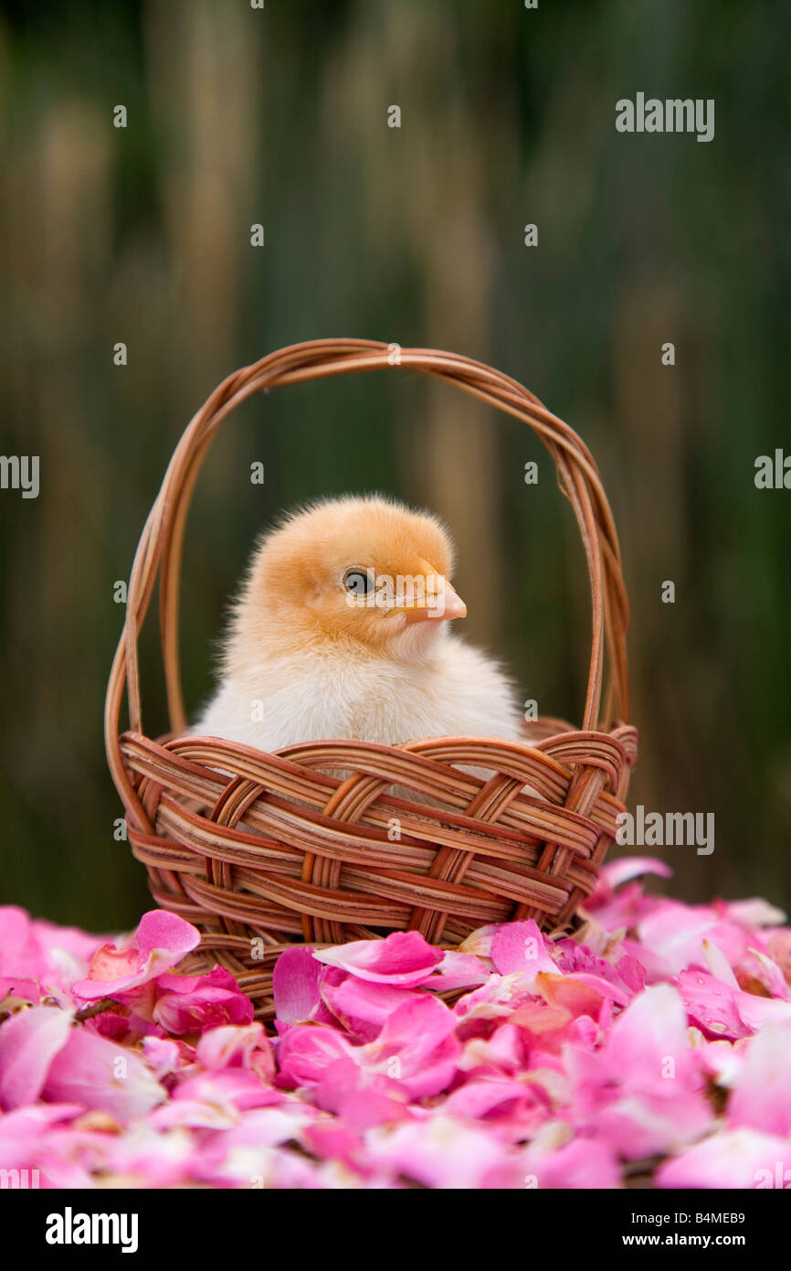 Pink chick hi-res stock photography and images - Alamy