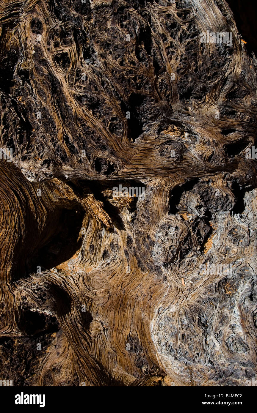 Old tree trunk Stock Photo - Alamy