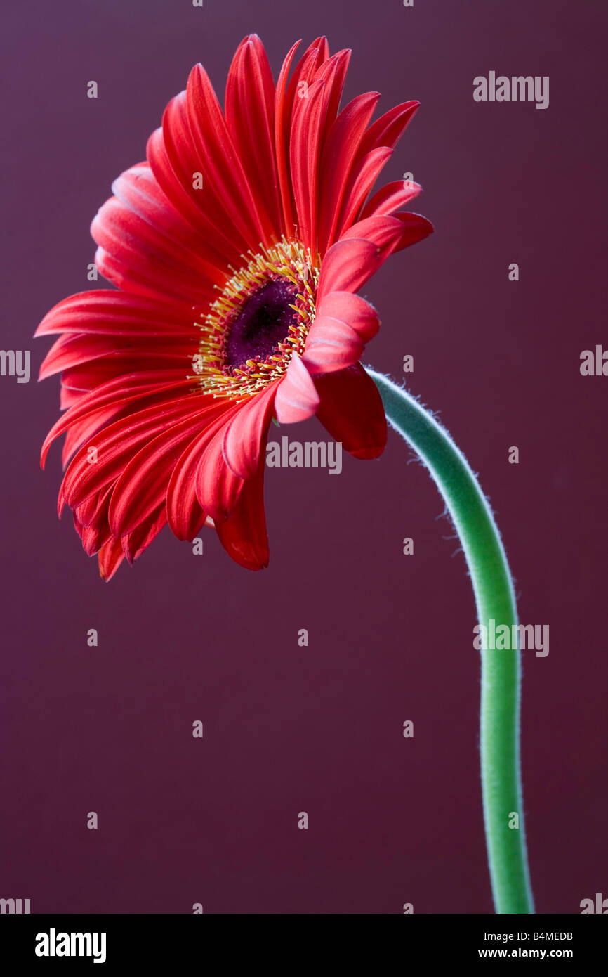 Deep red Gerbera on a purple background Stock Photo - Alamy