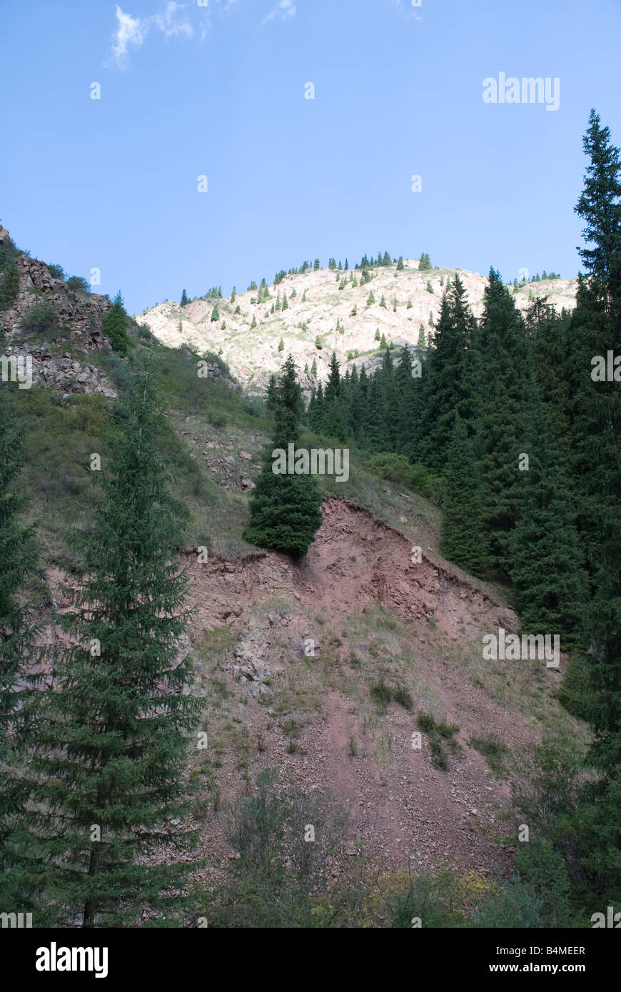Mountain view with pine trees Stock Photo - Alamy