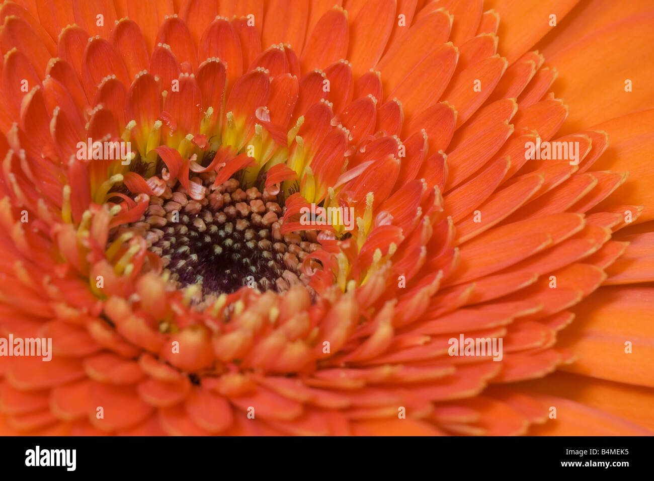 Detailed gerbera hi-res stock photography and images - Alamy