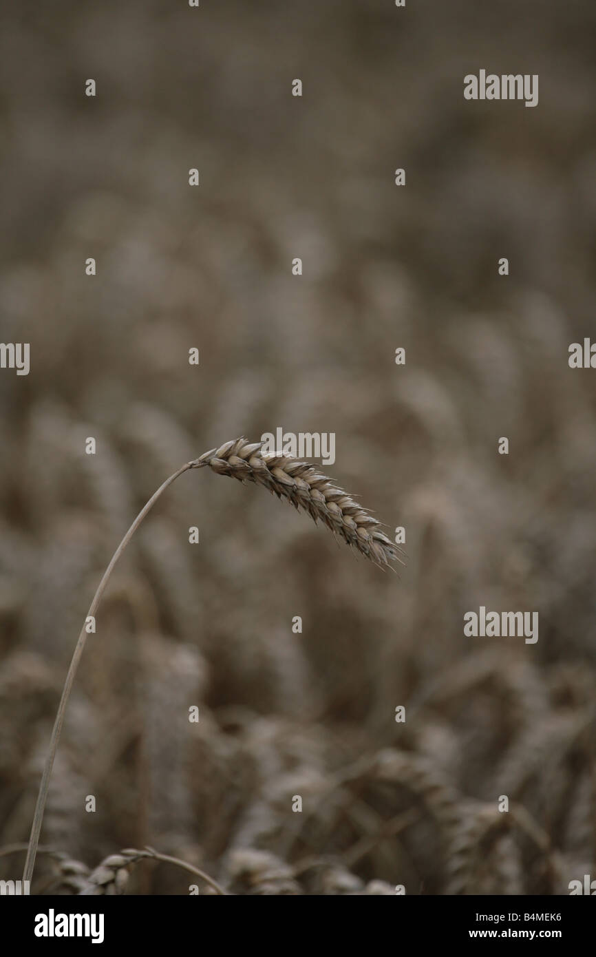 Sheath of wheat hi-res stock photography and images - Alamy