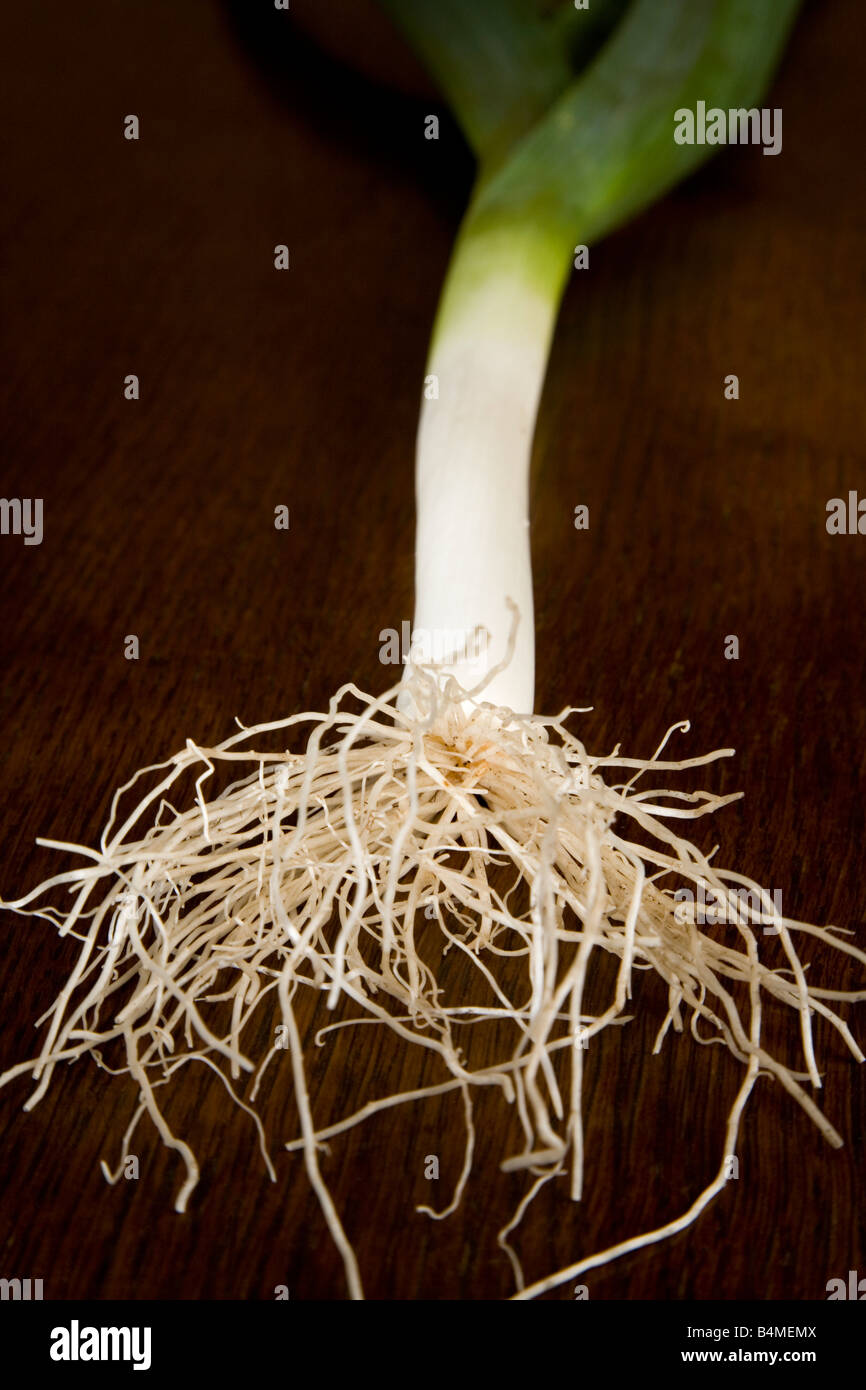 A leek with roots on a table Stock Photo - Alamy