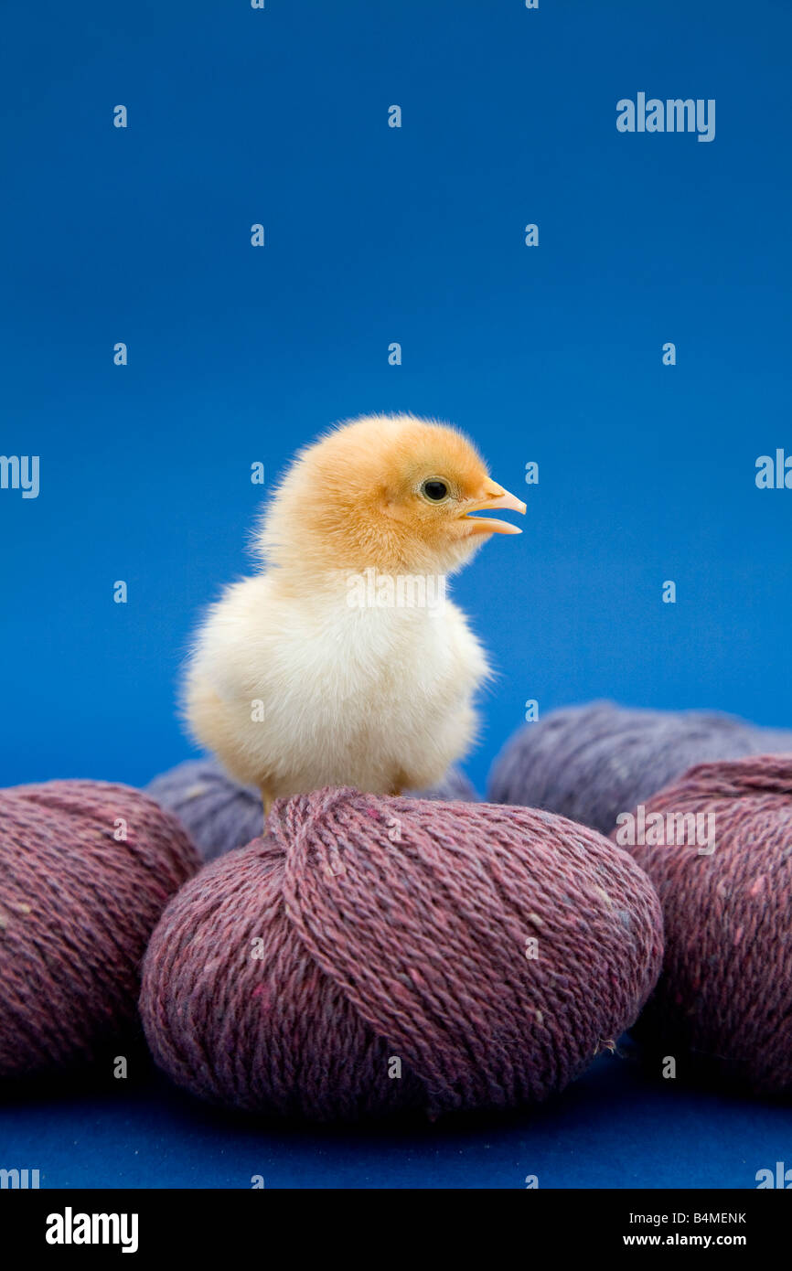 young chick with balls of wool Stock Photo - Alamy