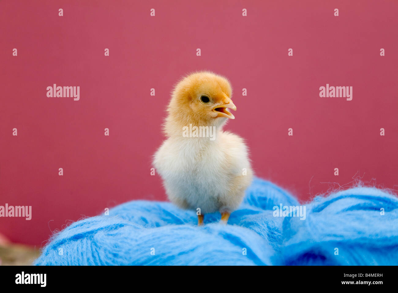 Wool chicken hi-res stock photography and images - Alamy