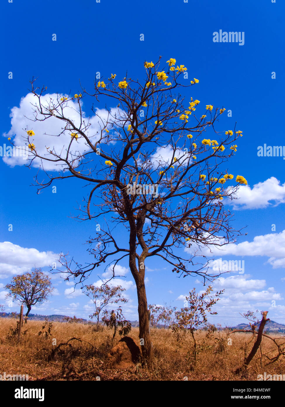 Trumpet Tree Stock Photos & Trumpet Tree Stock Images - Alamy