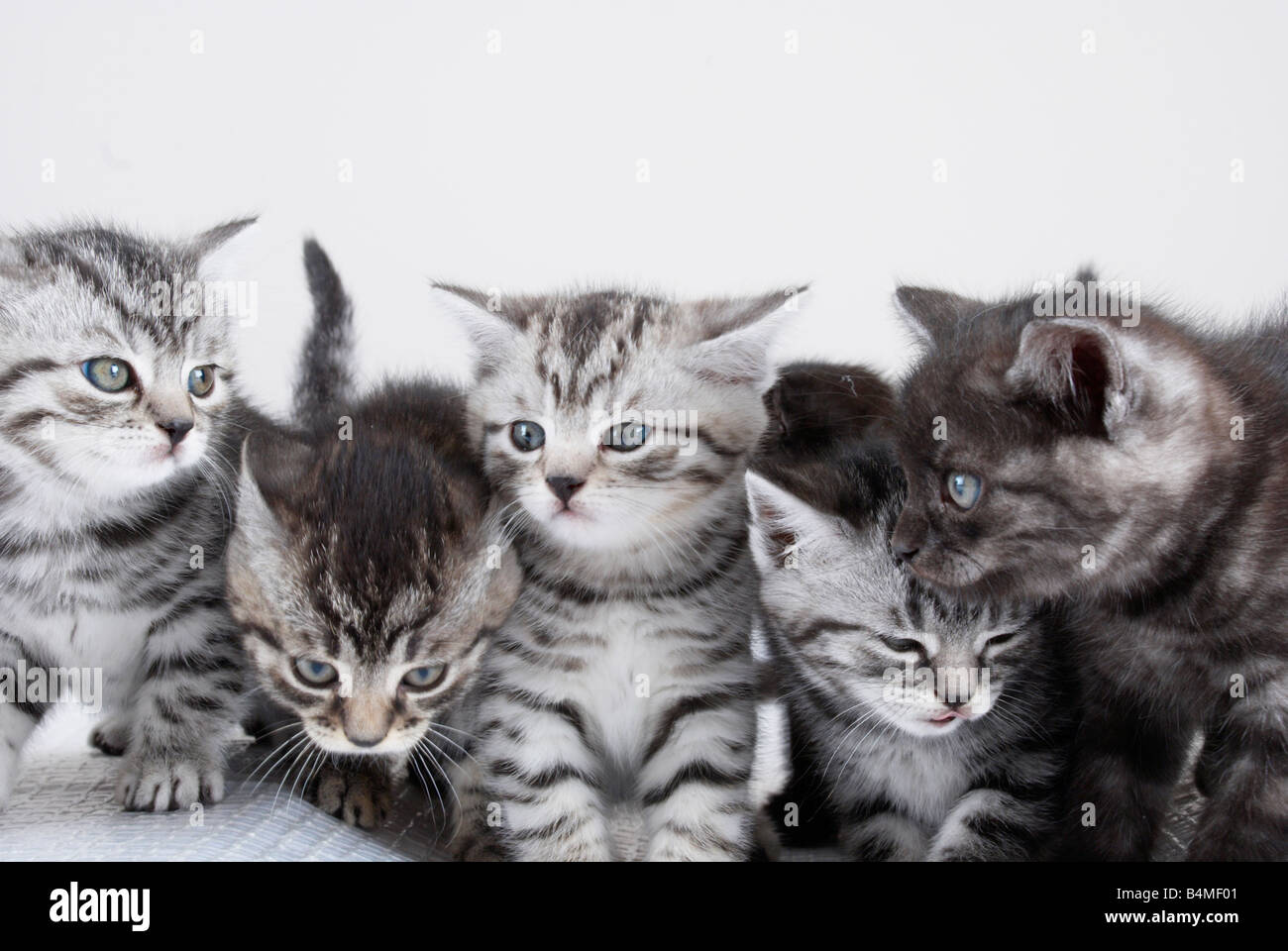 Kitten gang hi-res stock photography and images - Alamy