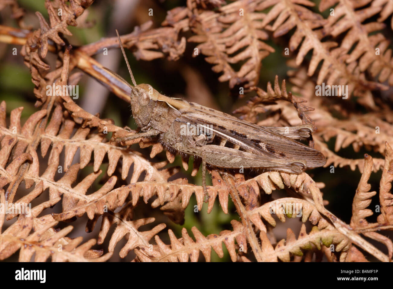 Field grasshopper Chorthippus brunneus Acrididae female well ...