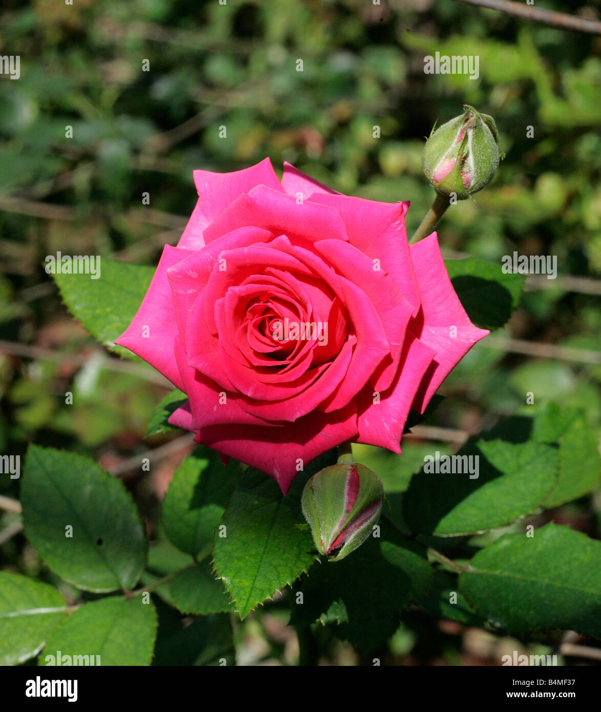 A rose in bloom Stock Photo - Alamy