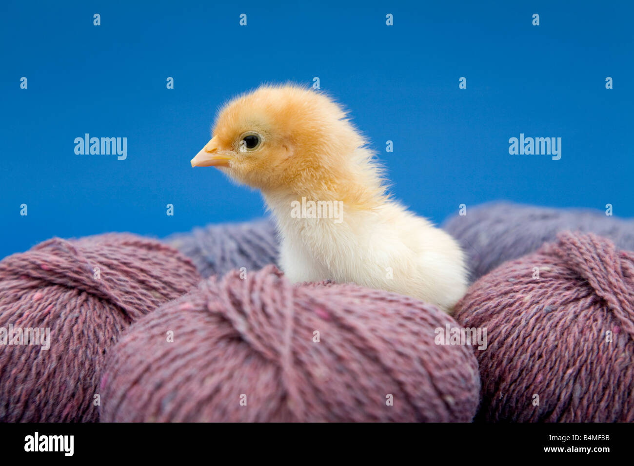 Wool chicken hi-res stock photography and images - Alamy