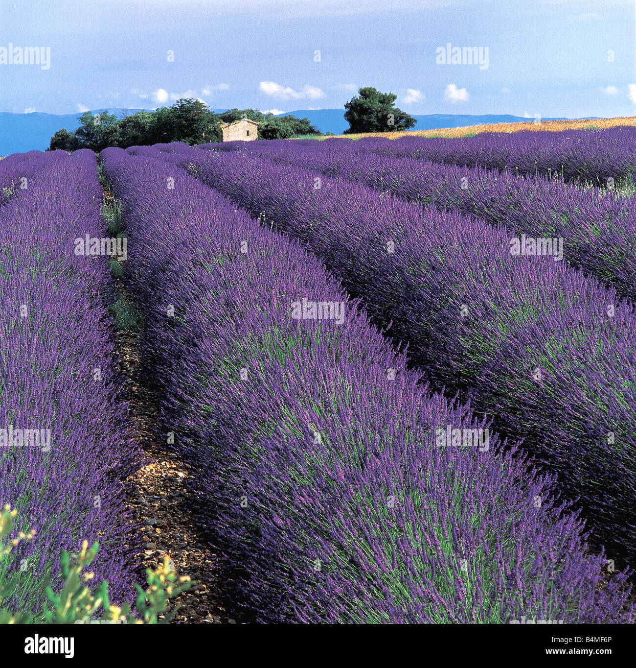 Lavandula lavender fields in the Haute Provence Stock Photo - Alamy