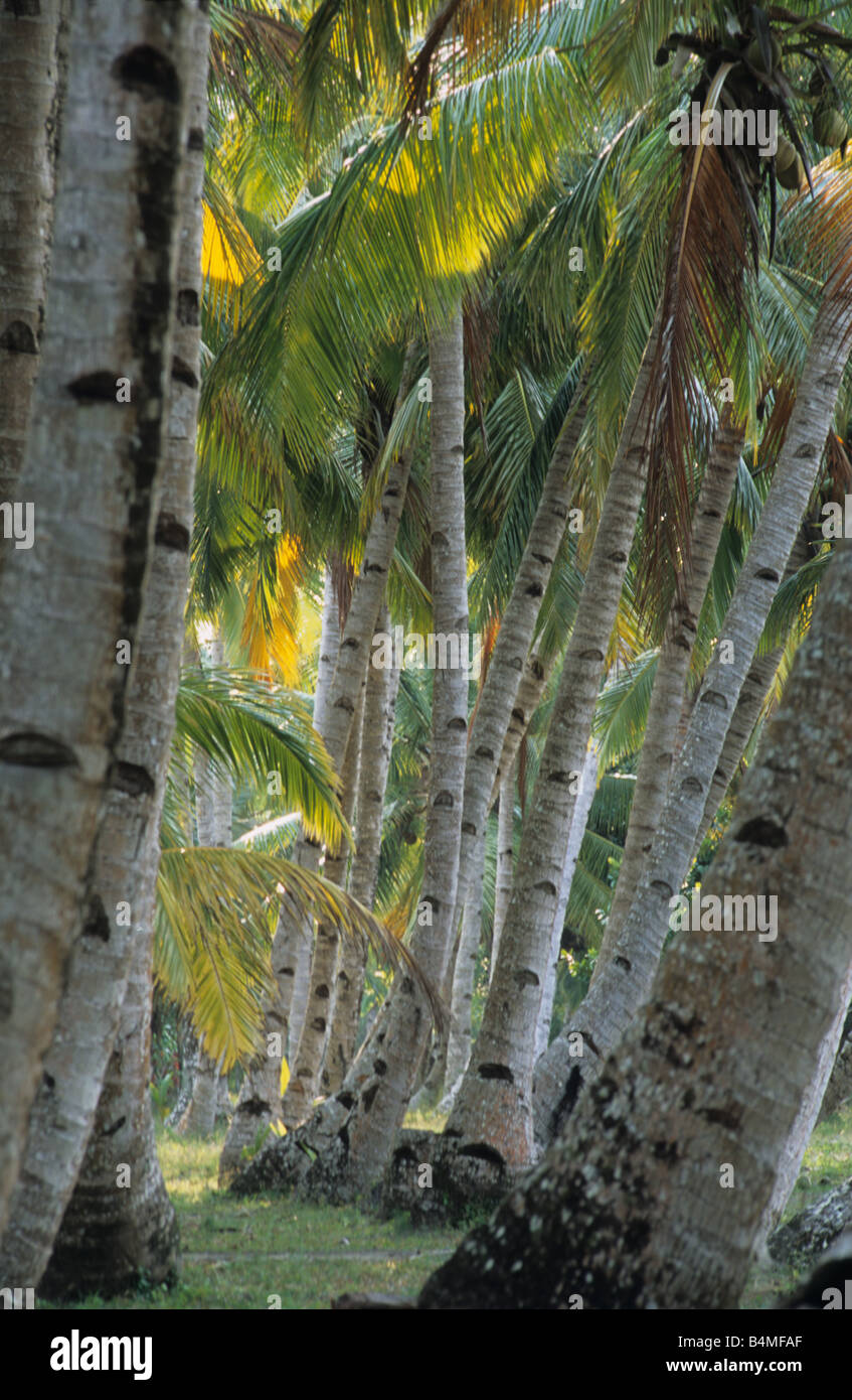Coconut tree forest Stock Photo - Alamy