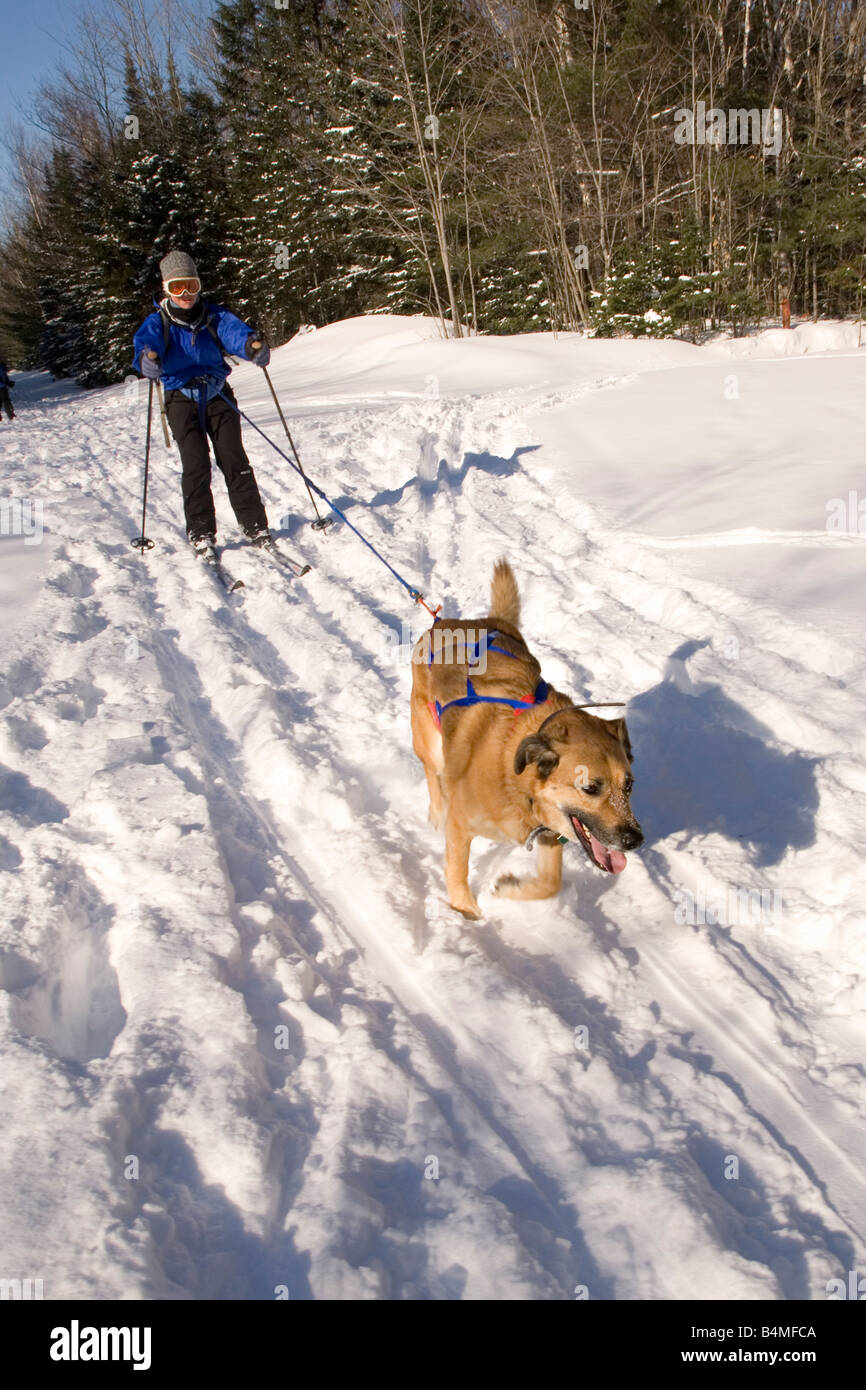 A skijorer skis with her dog in Michigan s Upper Peninsula Stock Photo ...