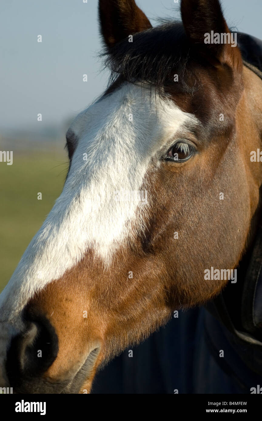 Chestnut Horse Head with white blaze Stock Photo - Alamy